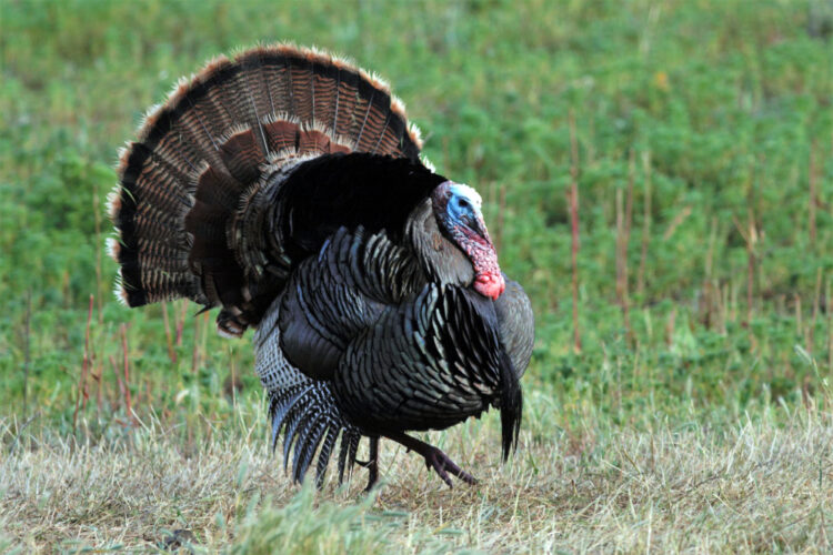 Regarding the wild turkey | News, Sports, Jobs - The Express